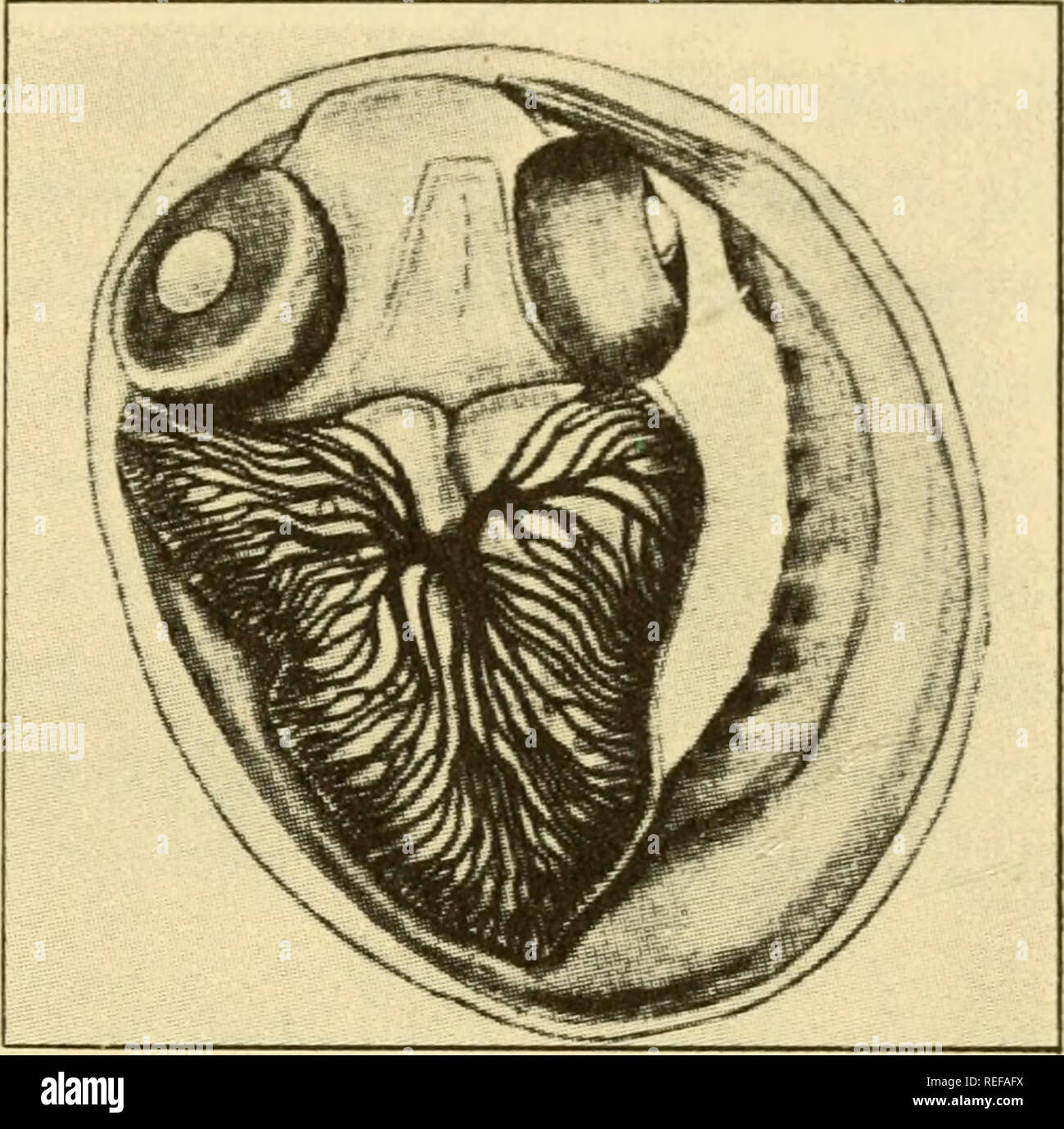 Respiratory system fish hi-res stock photography and images - Alamy