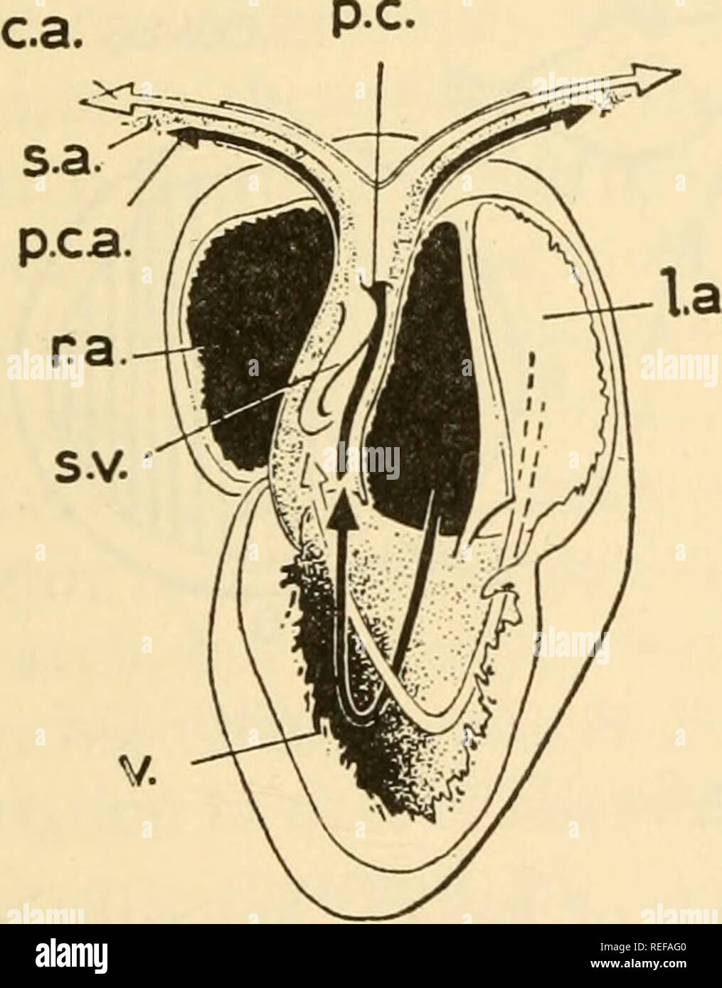 Frog circulatory system hi-res stock photography and images - Alamy