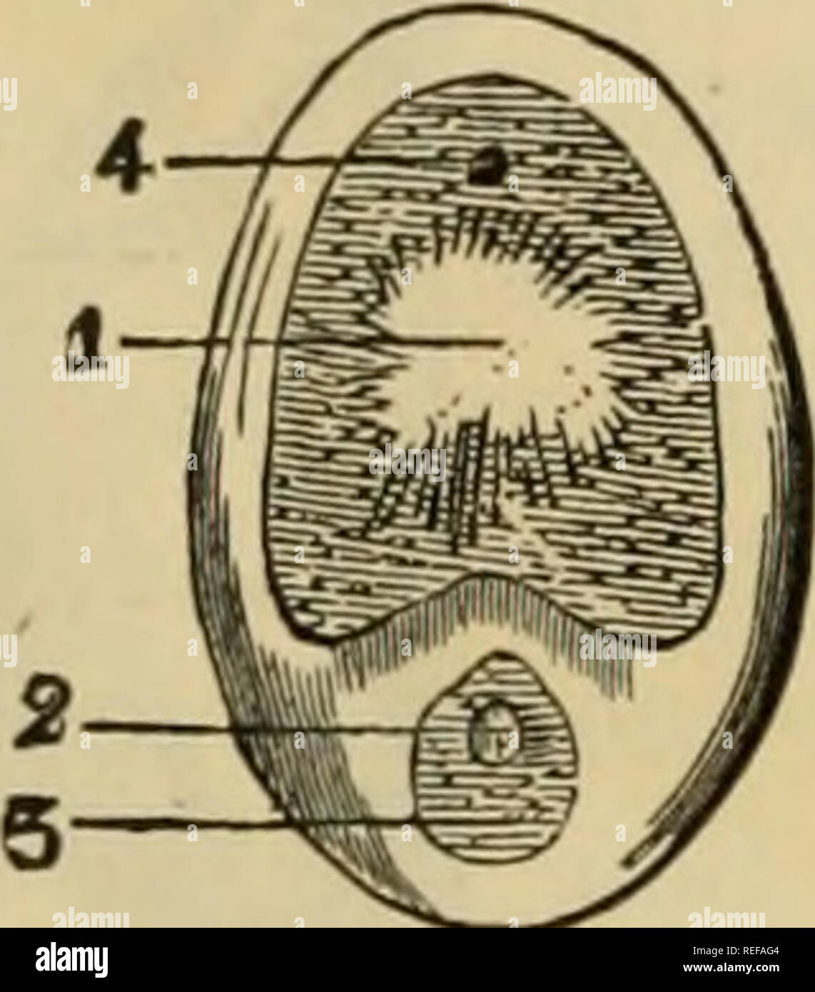 . The comparative anatomy of the domesticated animals. Veterinary ...