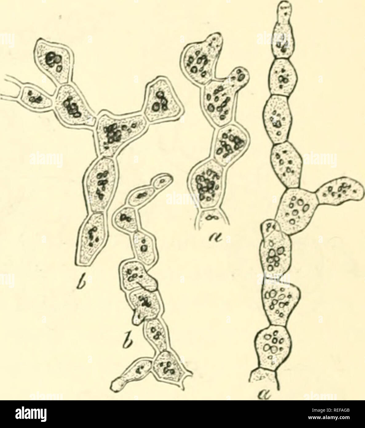 . Comparative morphology and biology of the fungi, mycetozoa and ...