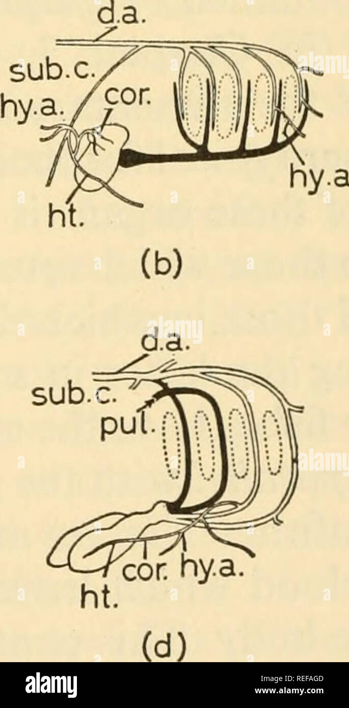 . Comparative physiology of vertebrate respiration. Vertebrates ...