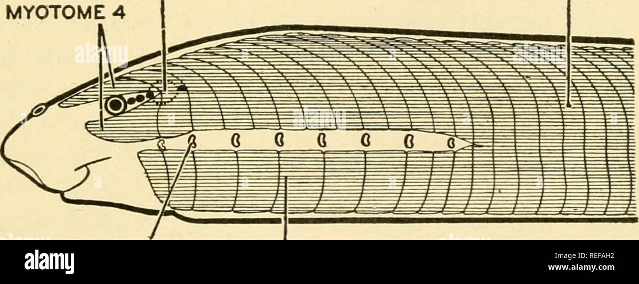 Cyclostome hi-res stock photography and images - Alamy