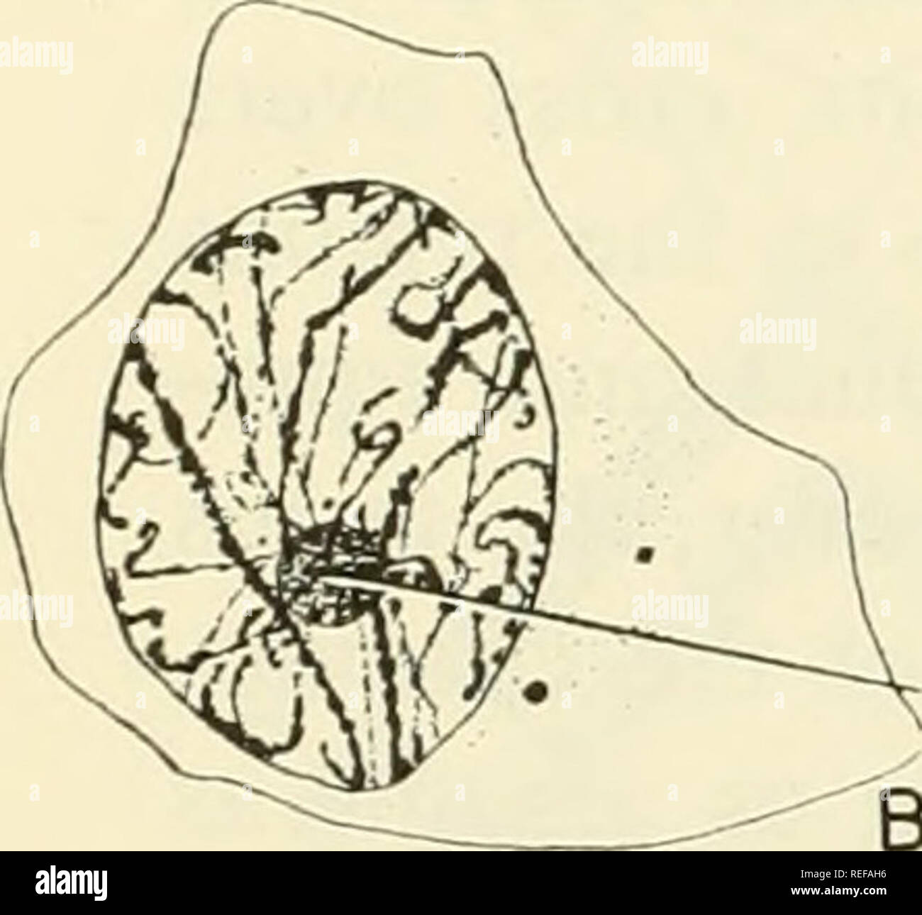 Comparative embryology hi-res stock photography and images - Alamy