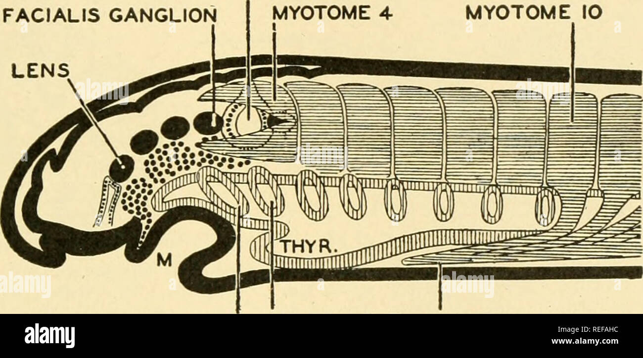 . Comparative anatomy. Anatomy, Comparative. ANTERIOR/; CAVITIES ...