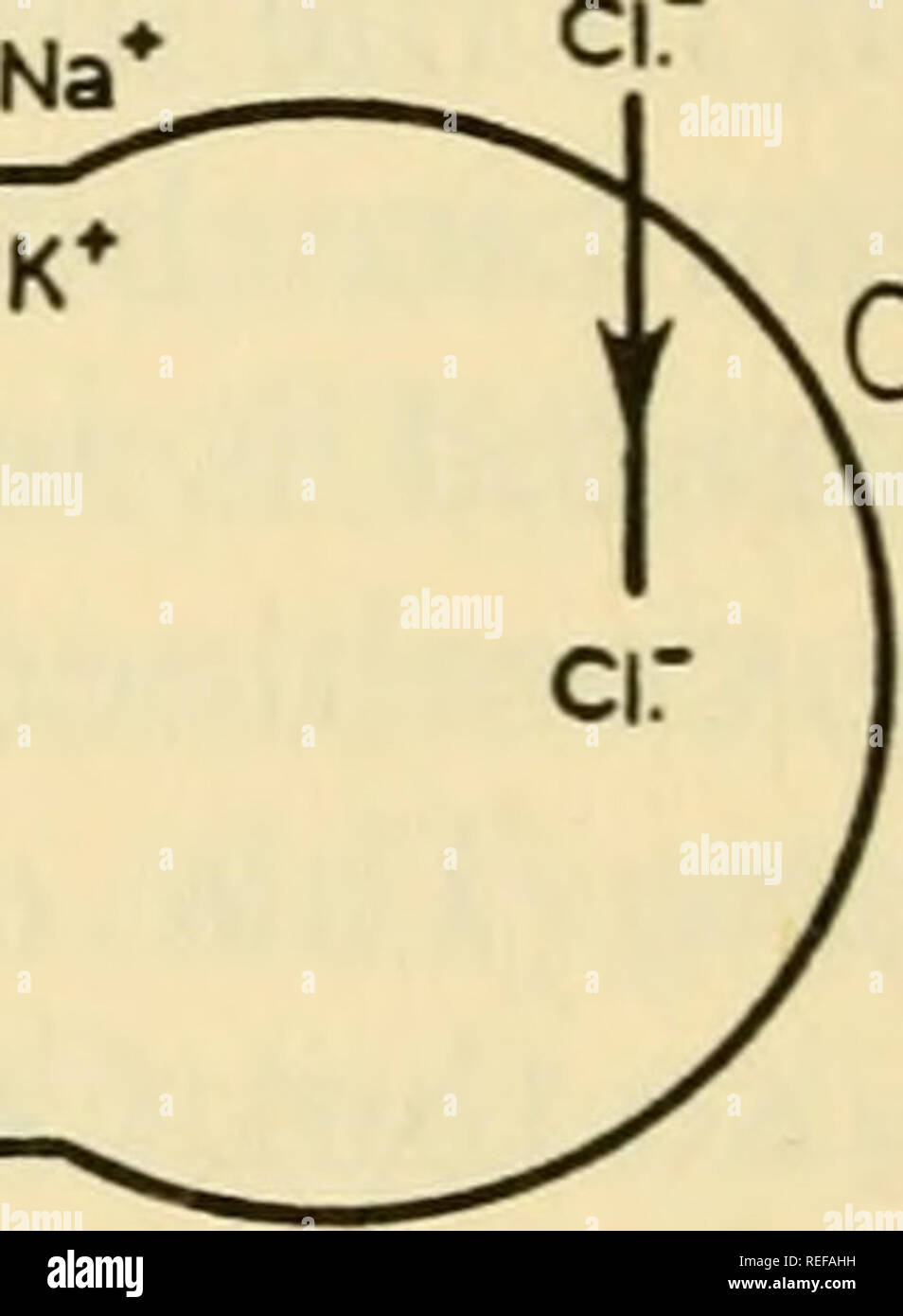 . Comparative physiology of vertebrate respiration. Vertebrates ...
