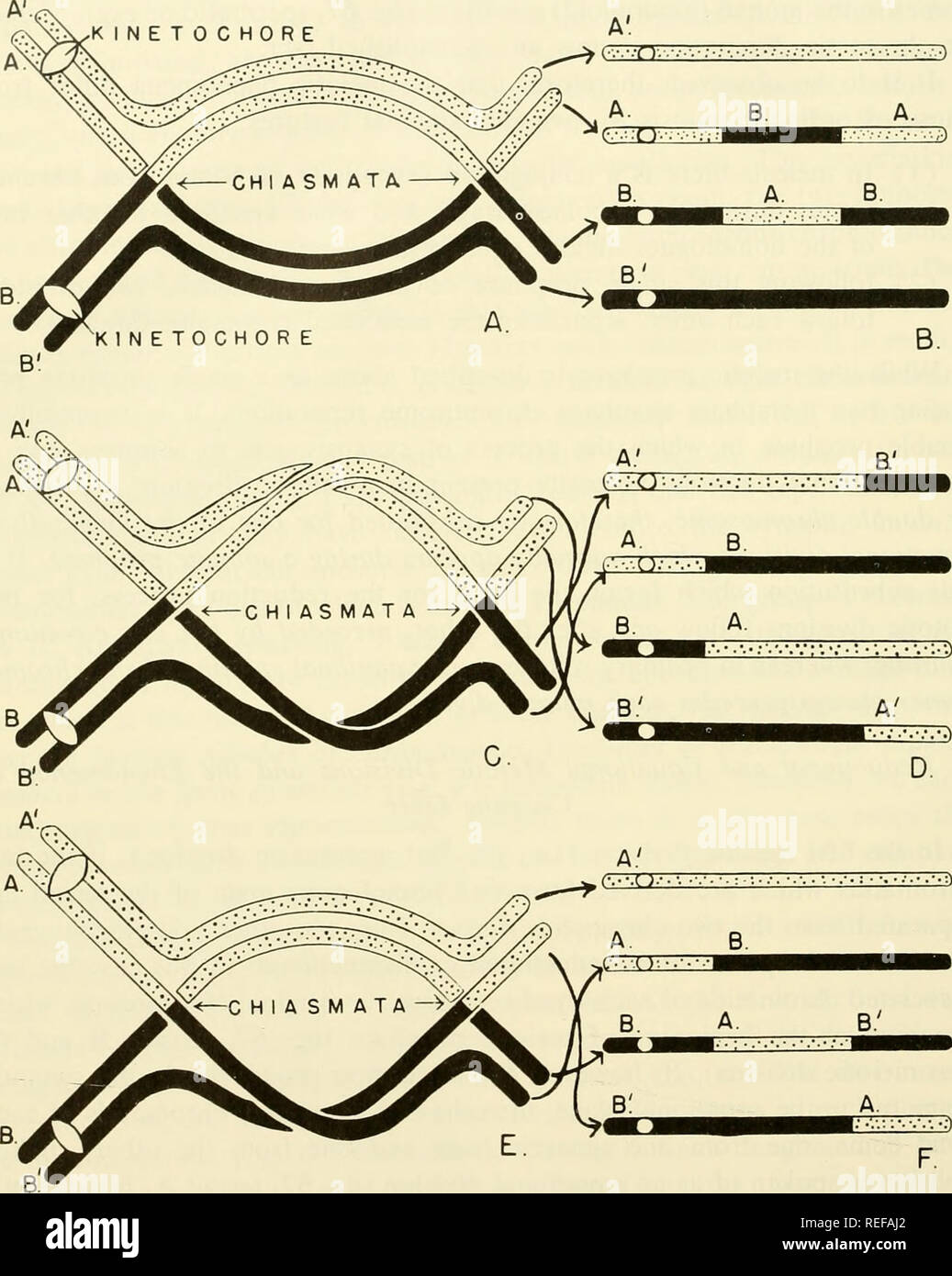 Chromatids meiosis hi-res stock photography and images - Alamy
