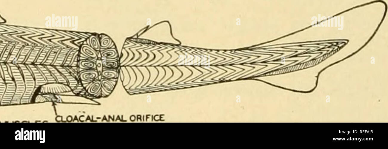 . Comparative anatomy. Anatomy, Comparative. pAXIAL TRUNK MUSCLES MOUTH ...