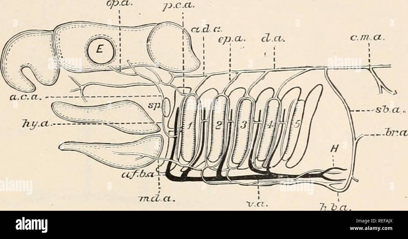 . Comparative anatomy of vertebrates. Anatomy, Comparative; Vertebrates ...