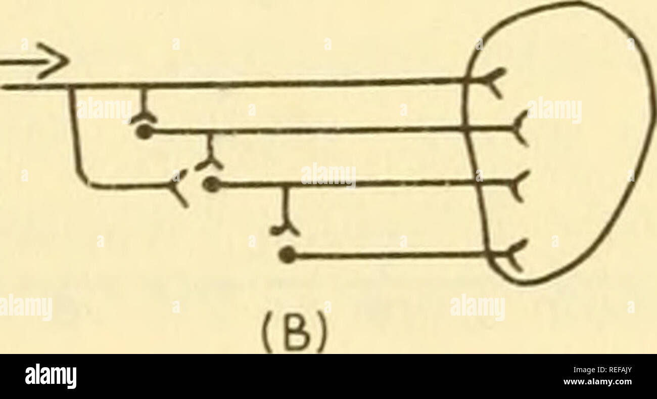 Circuit de neurones hi-res stock photography and images - Alamy