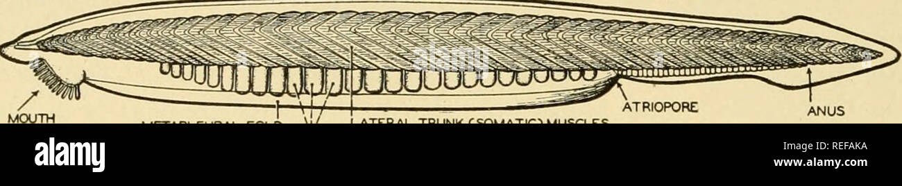 . Comparative anatomy. Anatomy, Comparative. 262 COMPARATIVE ANATOMY of ...