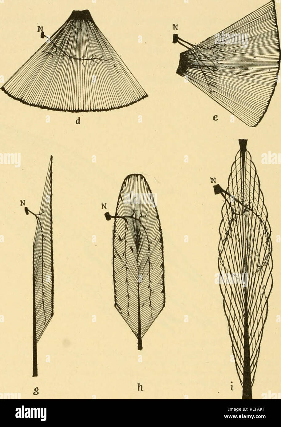 . Comparative anatomy. Anatomy, Comparative. Fig. 216.—Diagrammatic ...