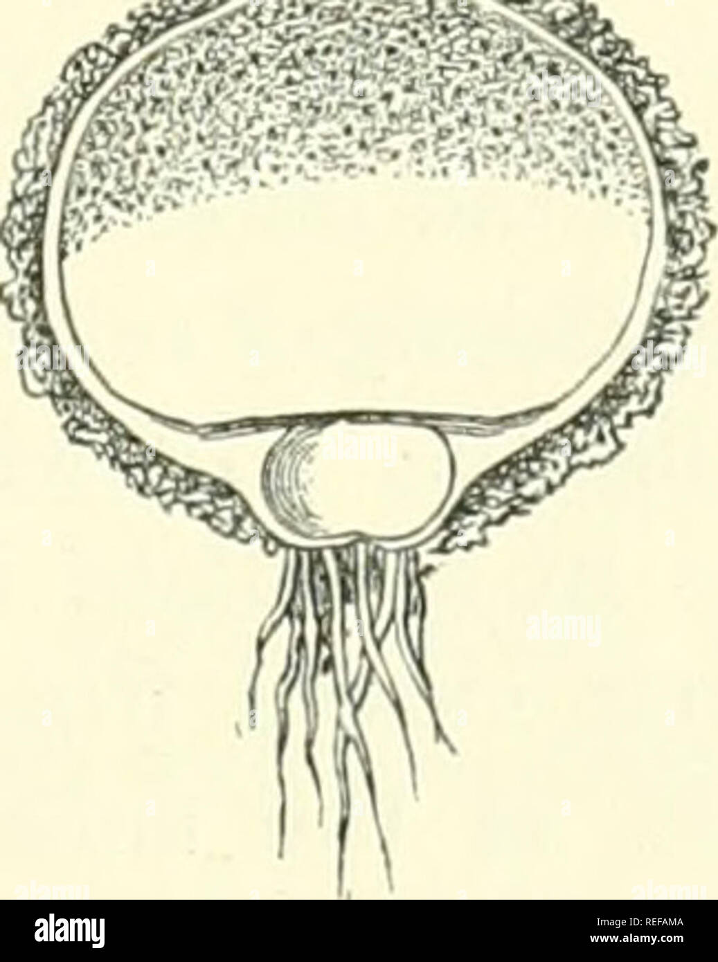 . Comparative morphology and biology of the fungi, mycetozoa and ...