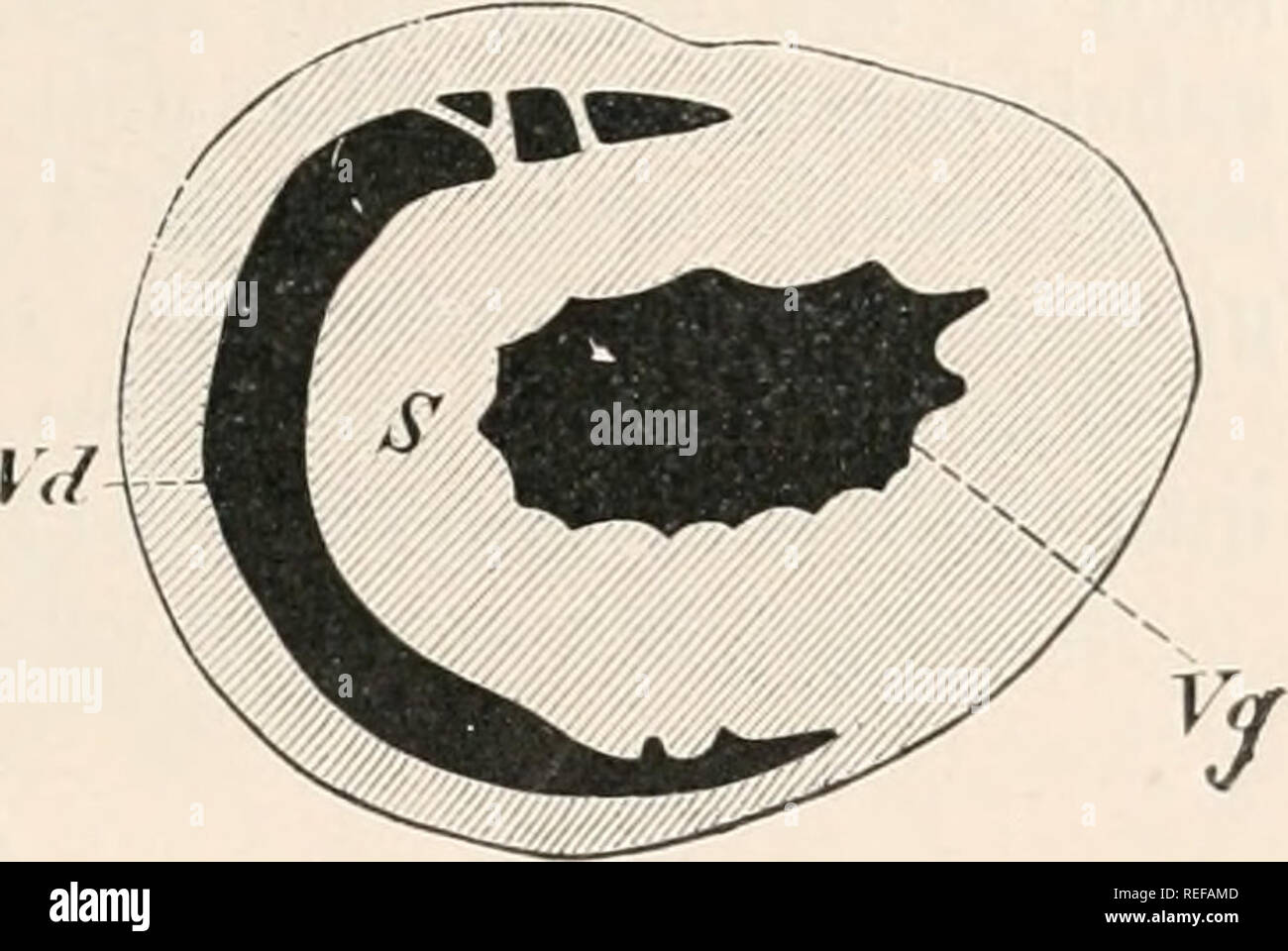 . Comparative anatomy of vertebrates. Anatomy, Comparative; Vertebrates ...