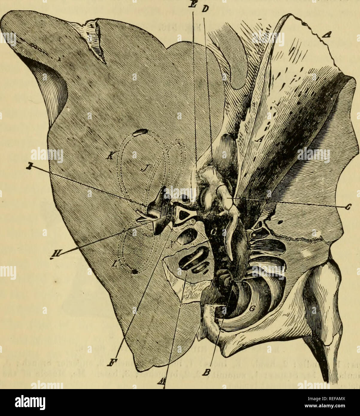 . The comparative anatomy of the domesticated animals. Veterinary ...