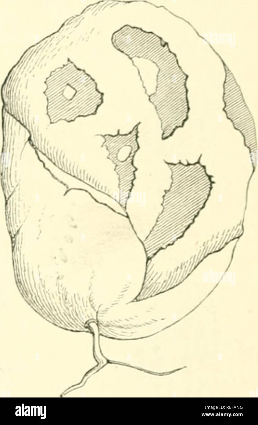 . Comparative morphology and biology of the fungi, mycetozoa and ...