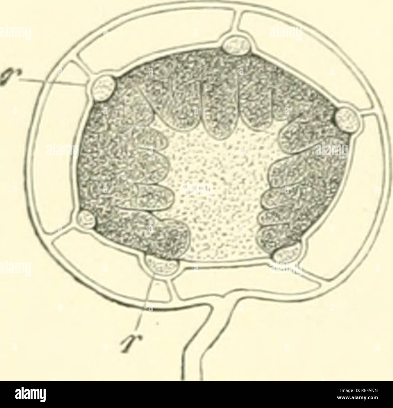 Cup shaped peridium hi-res stock photography and images - Alamy