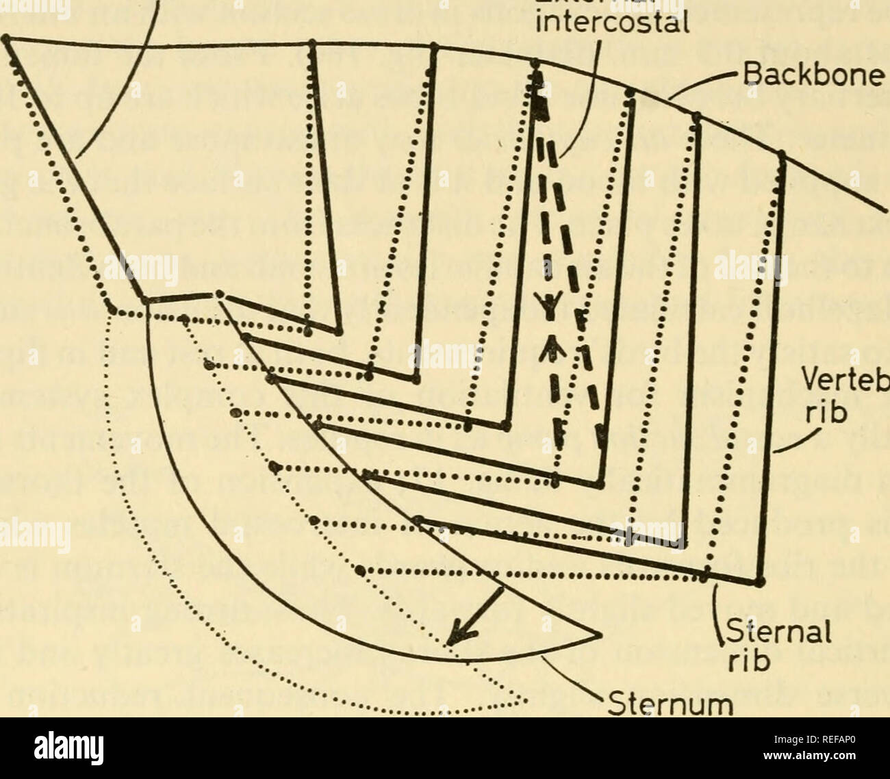 . Comparative physiology of vertebrate respiration. Vertebrates ...