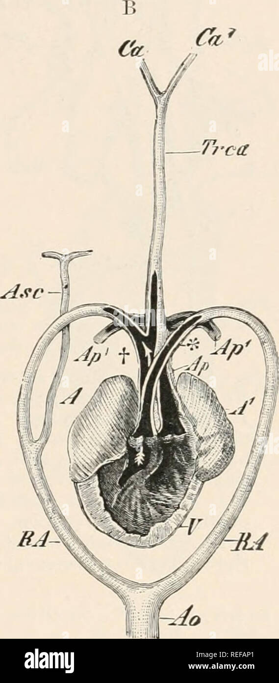 . Comparative anatomy of vertebrates. Anatomy, Comparative; Vertebrates ...