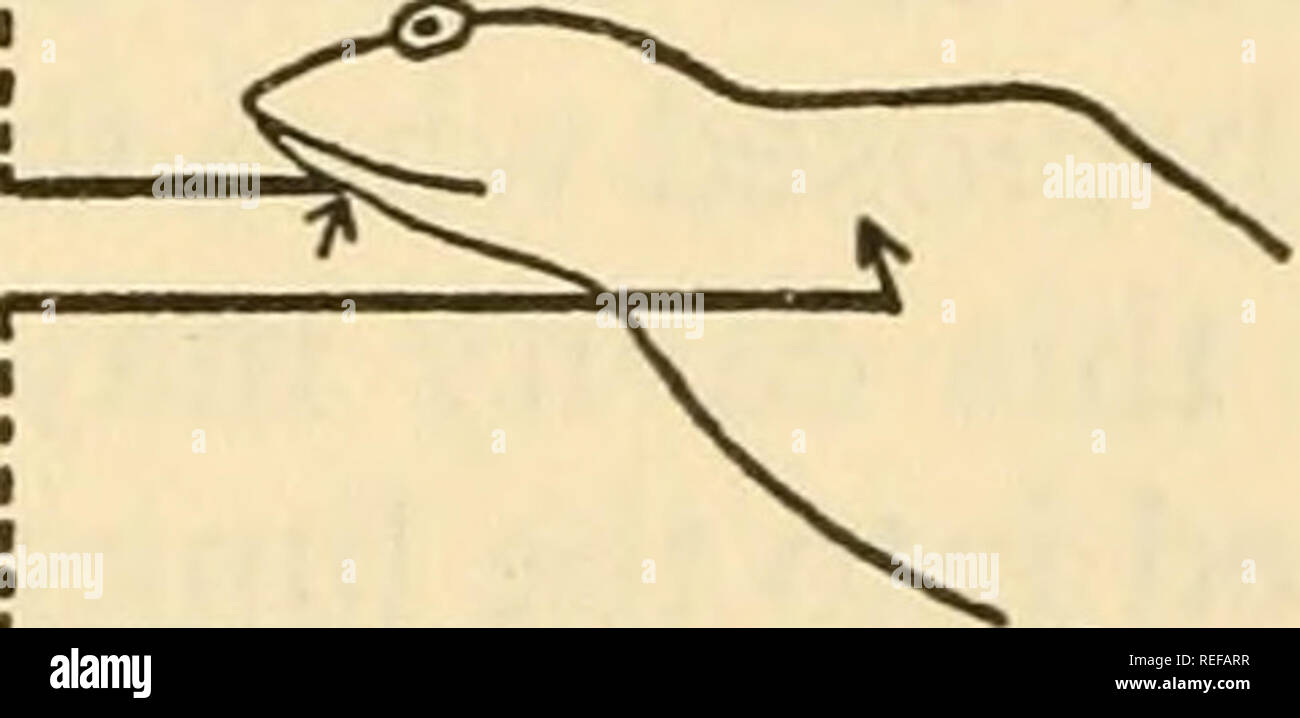 . Comparative physiology of vertebrate respiration. Vertebrates ...