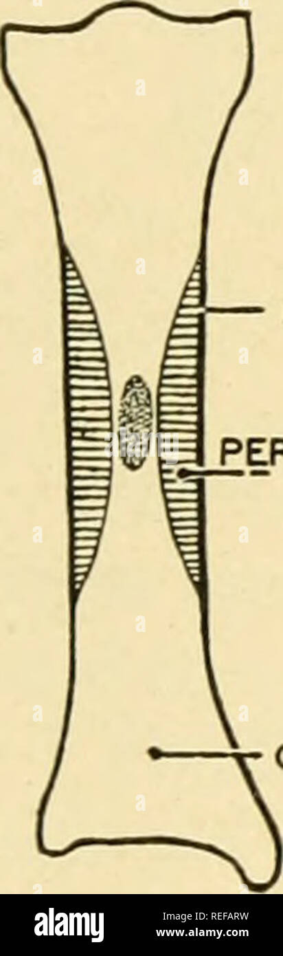 Myotomes Arm