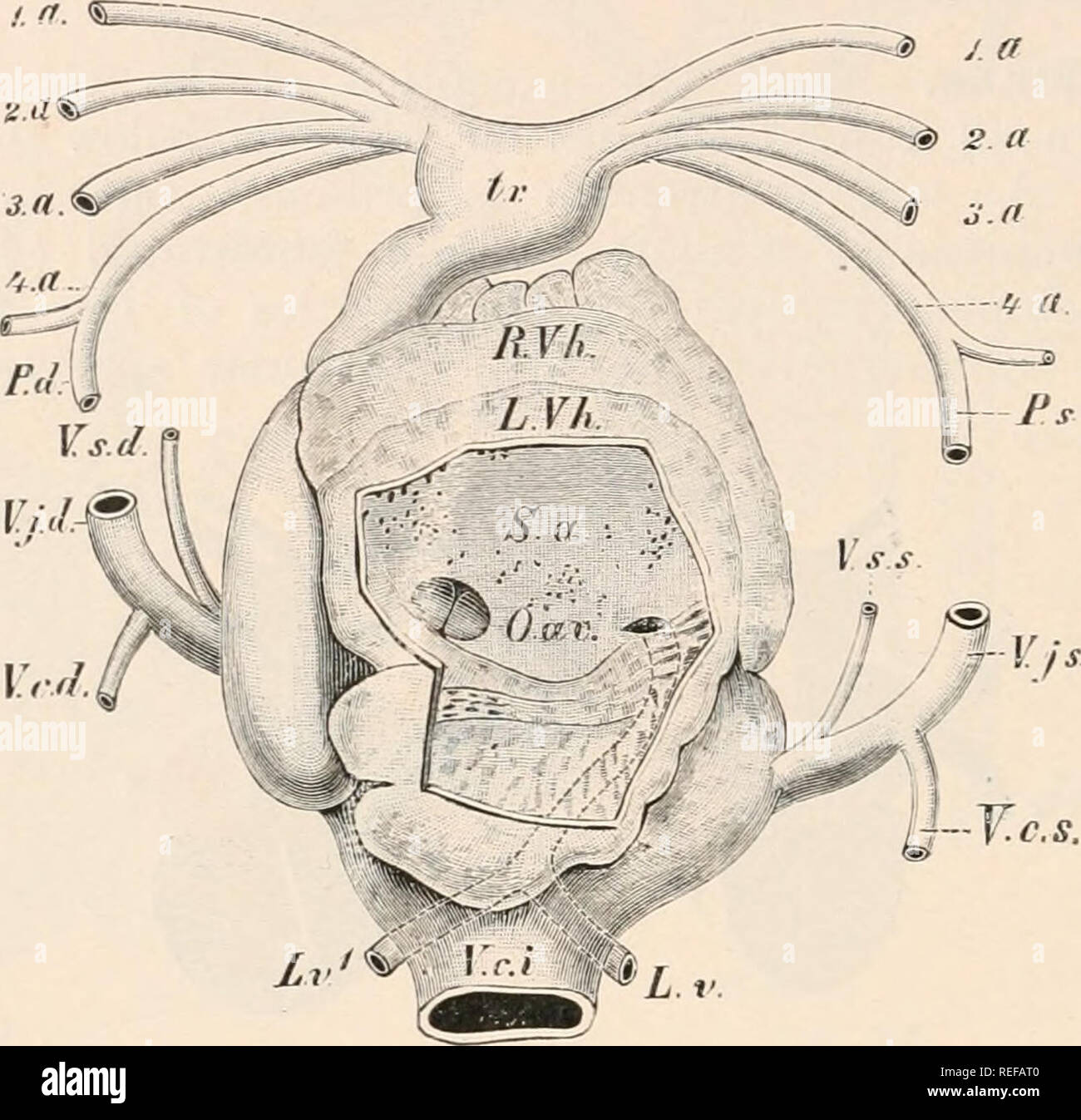 Gymnophiona hi-res stock photography and images - Alamy