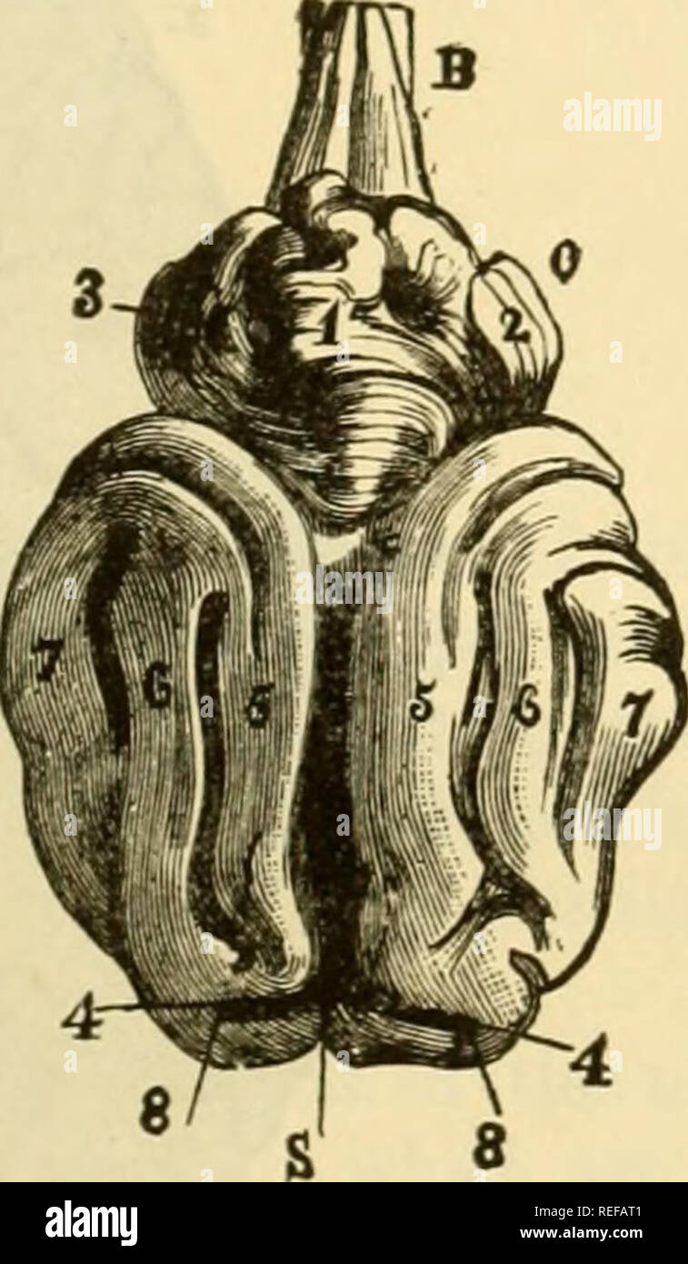 . The comparative anatomy of the domesticated animals. Horses ...