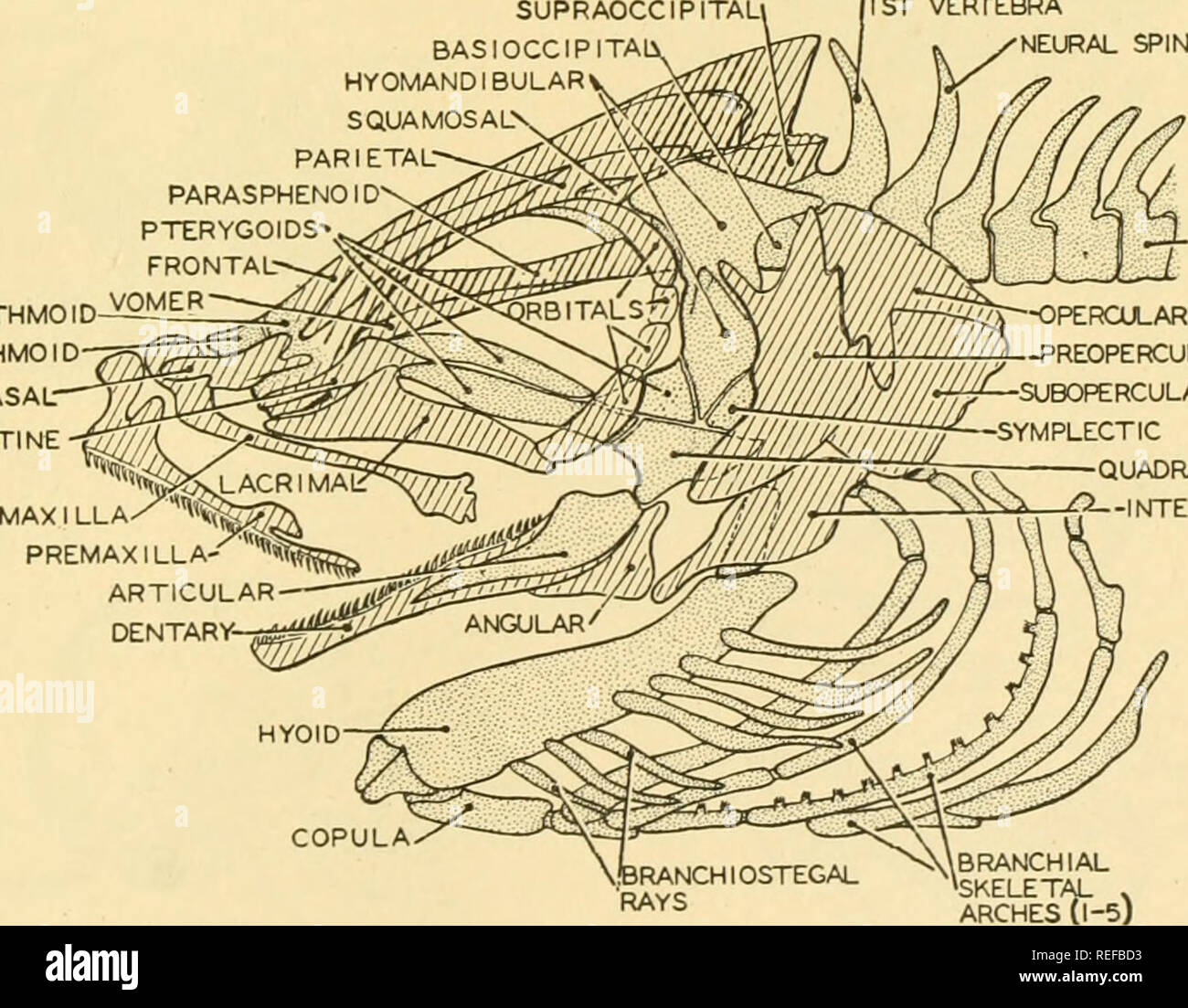 . Comparative anatomy. Anatomy, Comparative. Fig. 179.âDorsal and ...