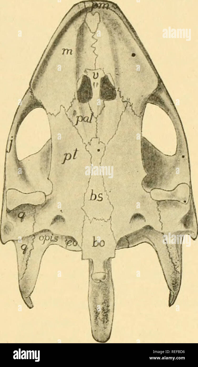 Anatomy comparative the skeletal system hi-res stock photography and ...
