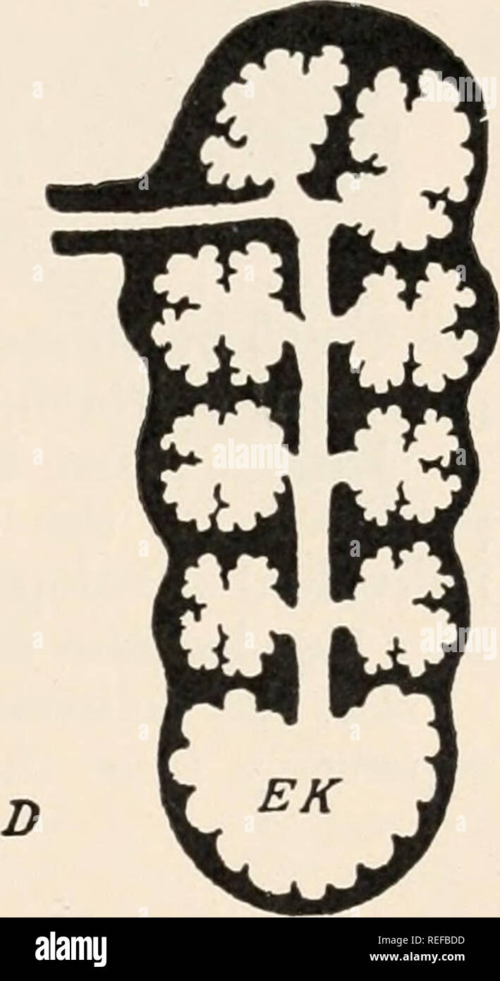 . Comparative anatomy of vertebrates. Anatomy, Comparative; Vertebrates ...