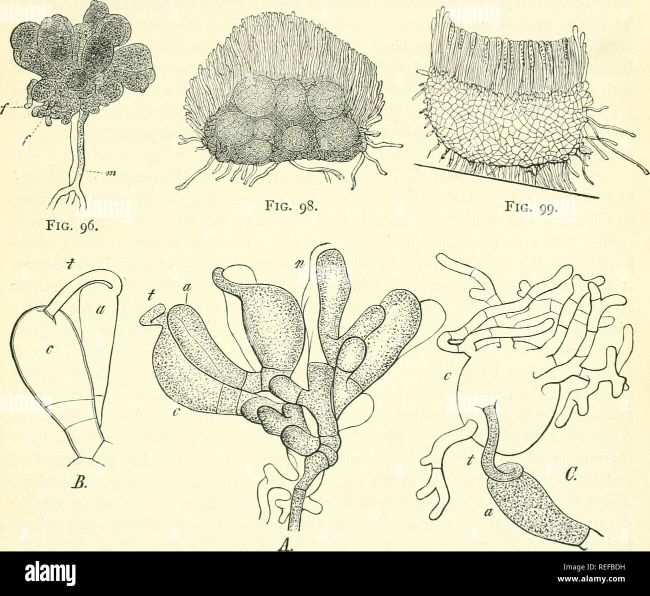 . Comparative morphology and biology of the fungi, mycetozoa and ...