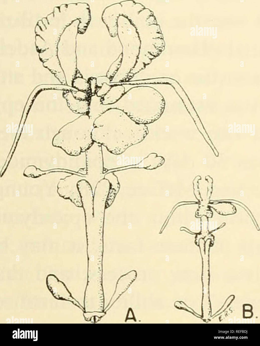 . Comparative embryology of the vertebrates; with 2057 drawings and ...