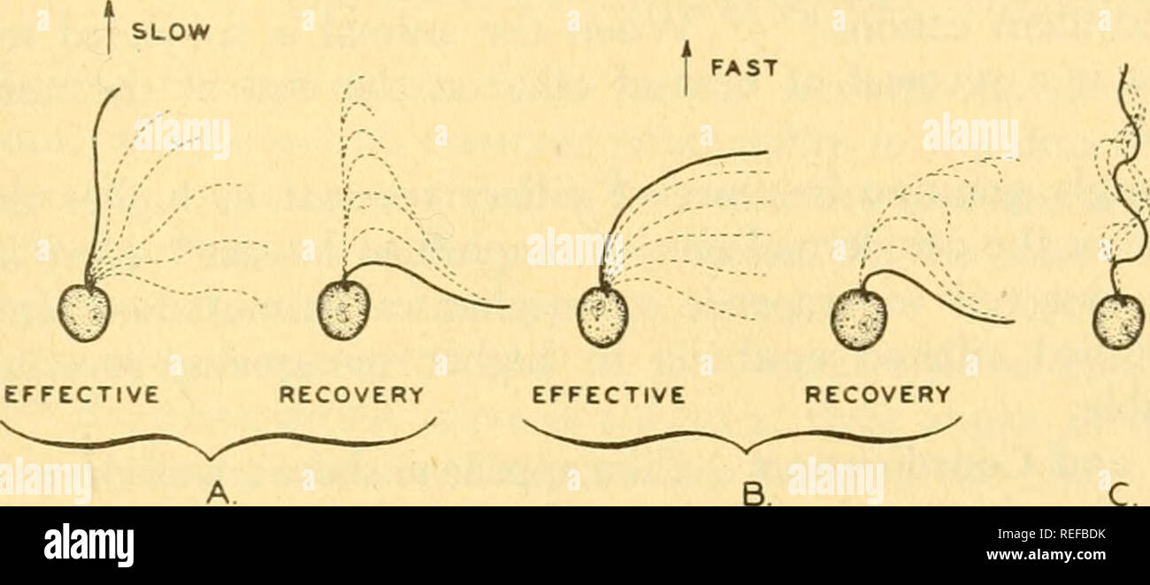 . Comparative animal physiology. Physiology, Comparative; Physiology ...