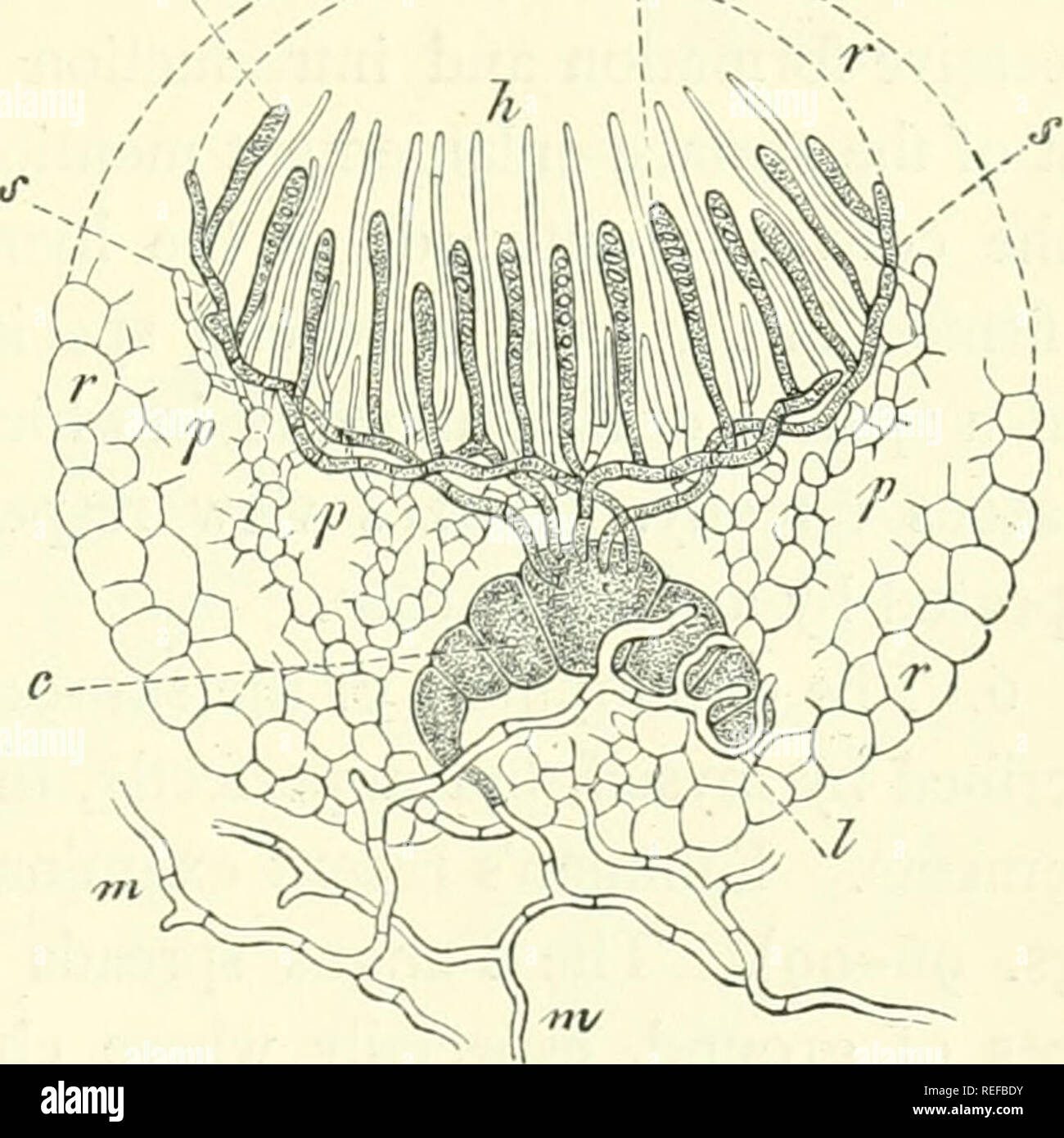 . Comparative morphology and biology of the fungi, mycetozoa and ...