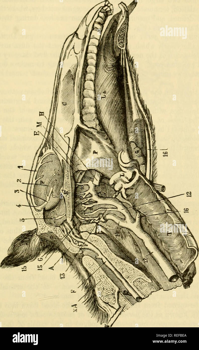 . The comparative anatomy of the domesticated animals. Horses ...