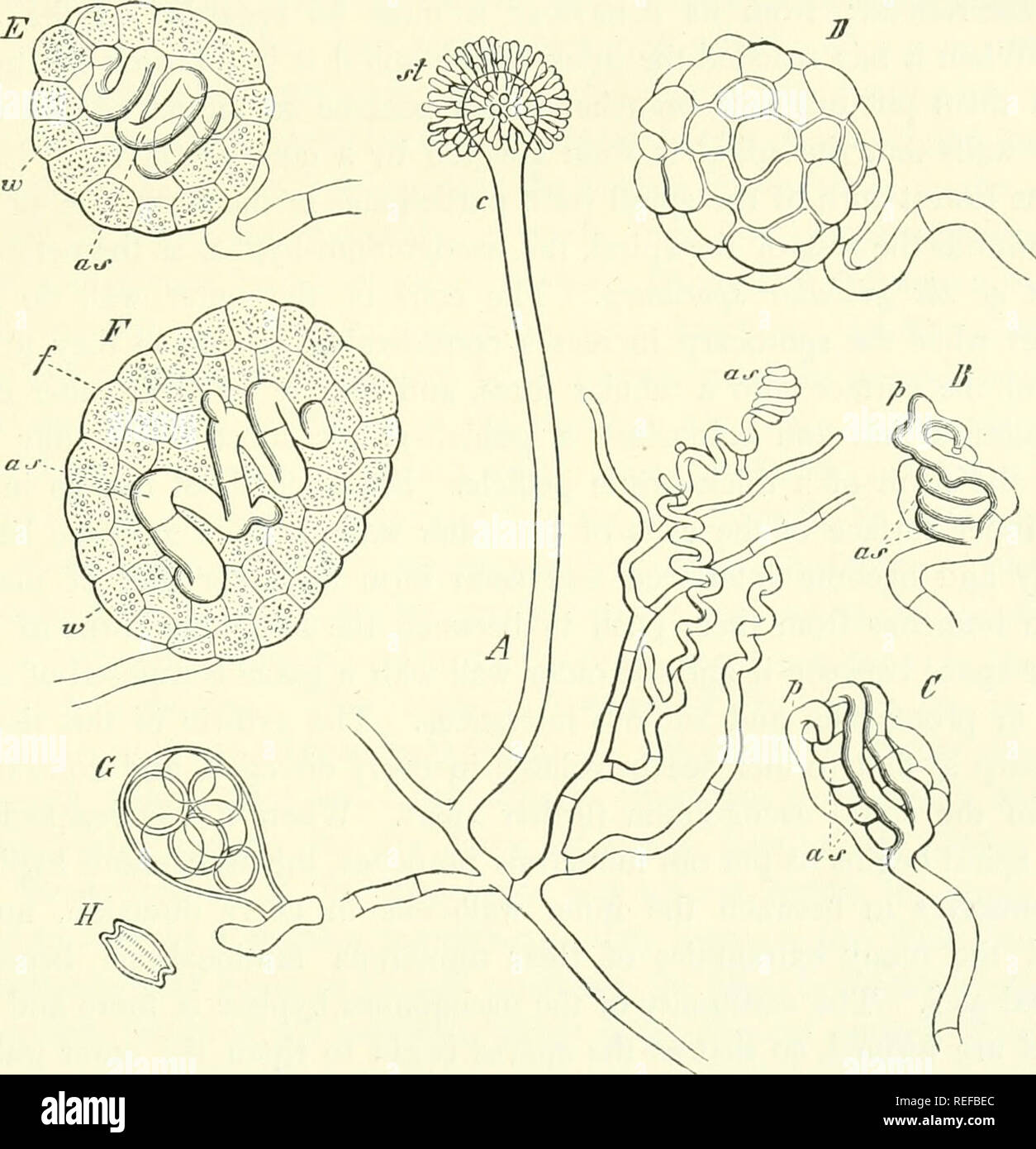 . Comparative morphology and biology of the fungi, mycetozoa and ...
