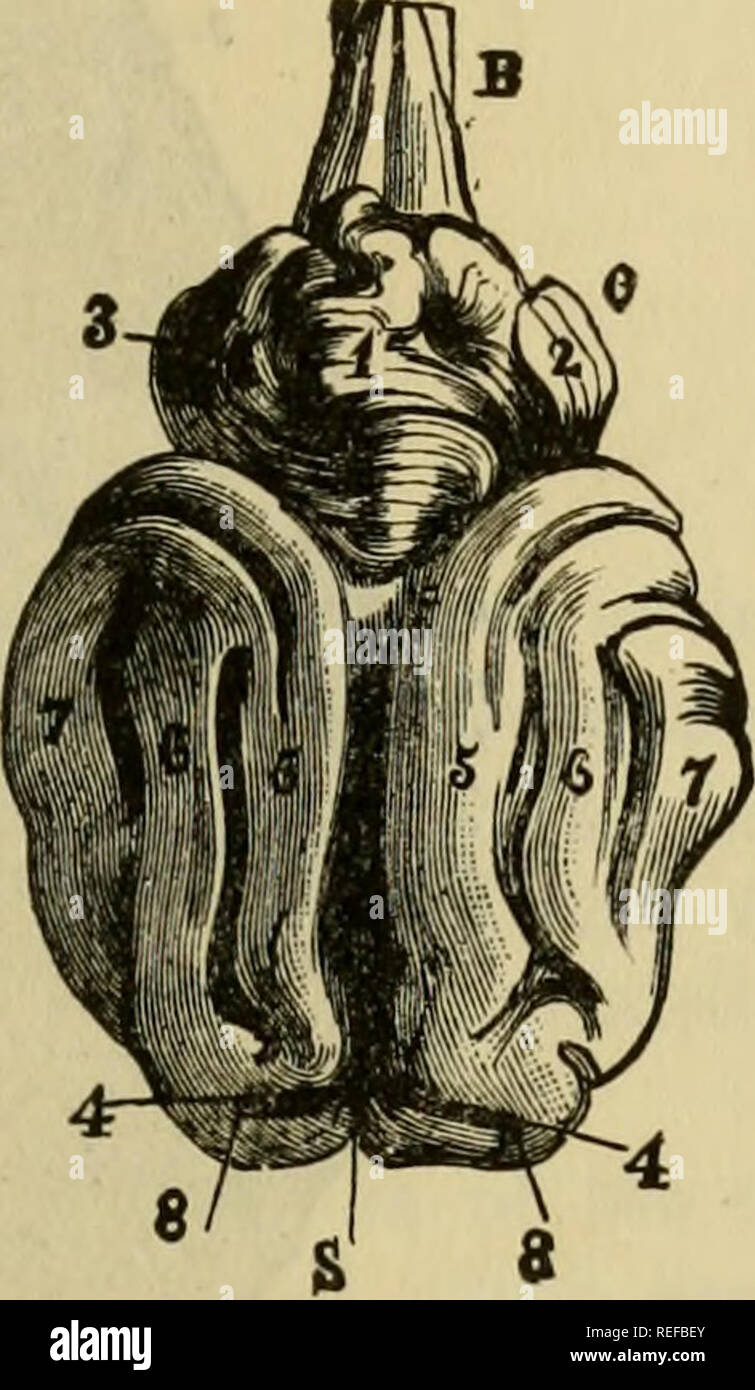 . The comparative anatomy of the domesticated animals. Veterinary ...