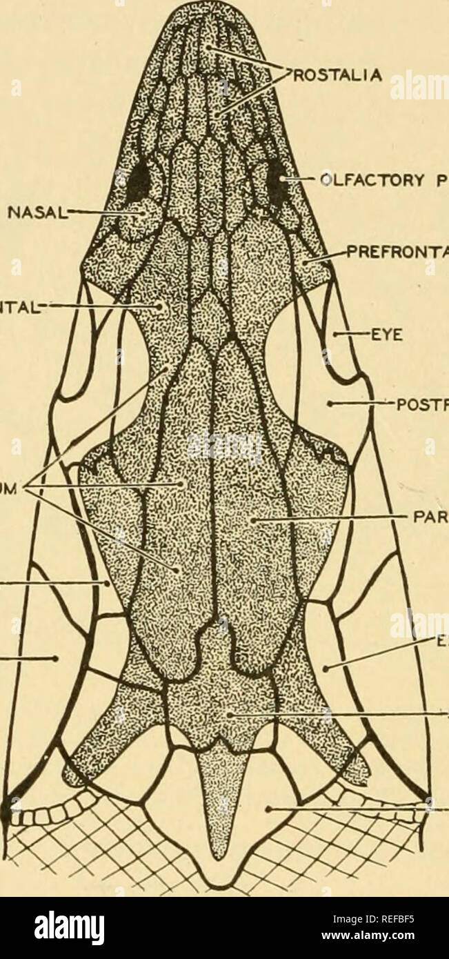 Placoid scales hi-res stock photography and images - Alamy