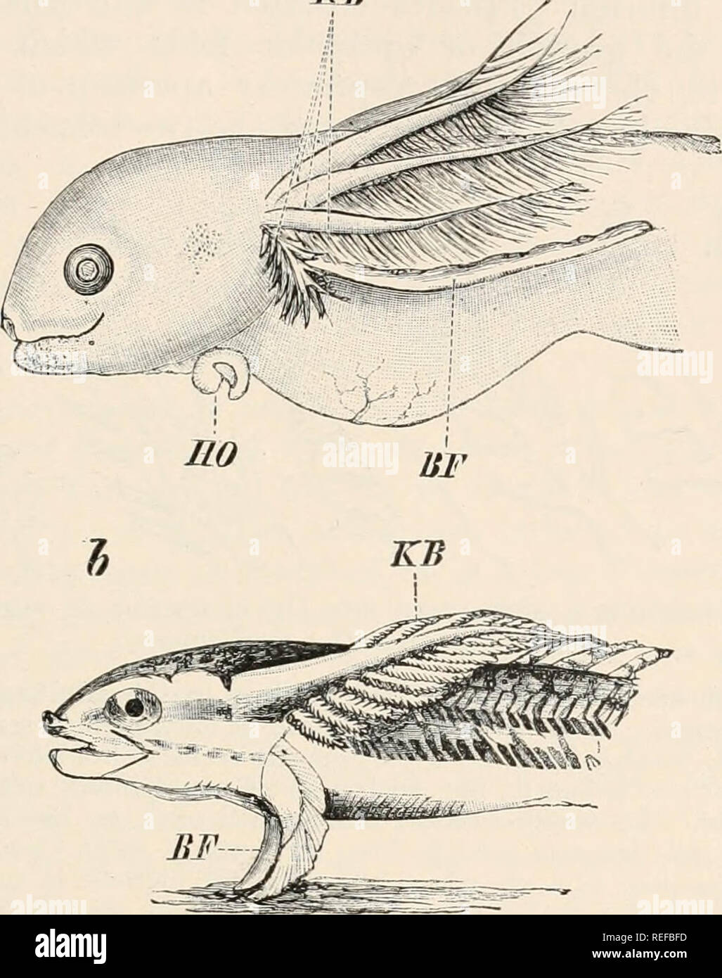 . Comparative anatomy of vertebrates. Anatomy, Comparative; Vertebrates ...