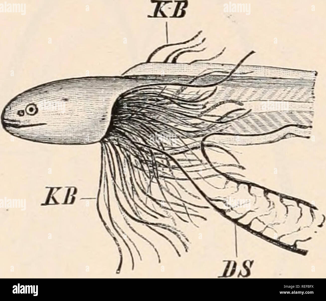 Operculum fish hi-res stock photography and images - Alamy