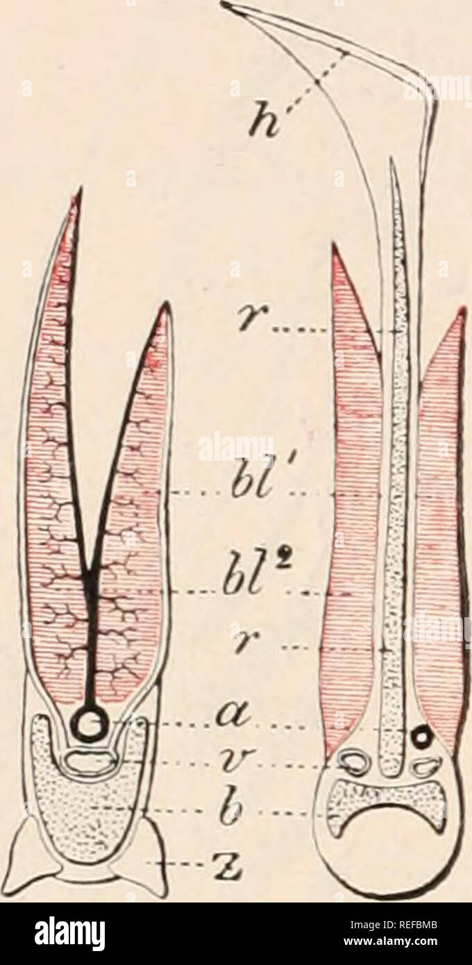 . Comparative anatomy of vertebrates. Anatomy, Comparative; Vertebrates ...