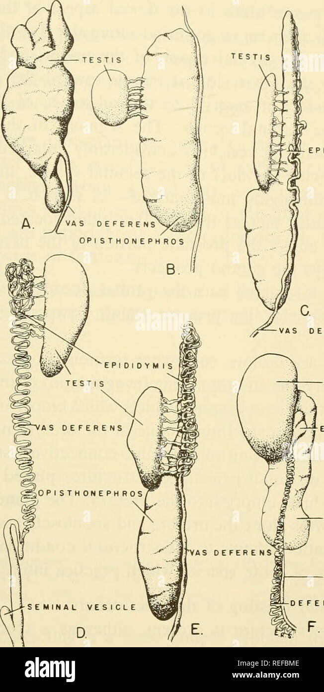 . Comparative embryology of the vertebrates; with 2057 drawings and ...