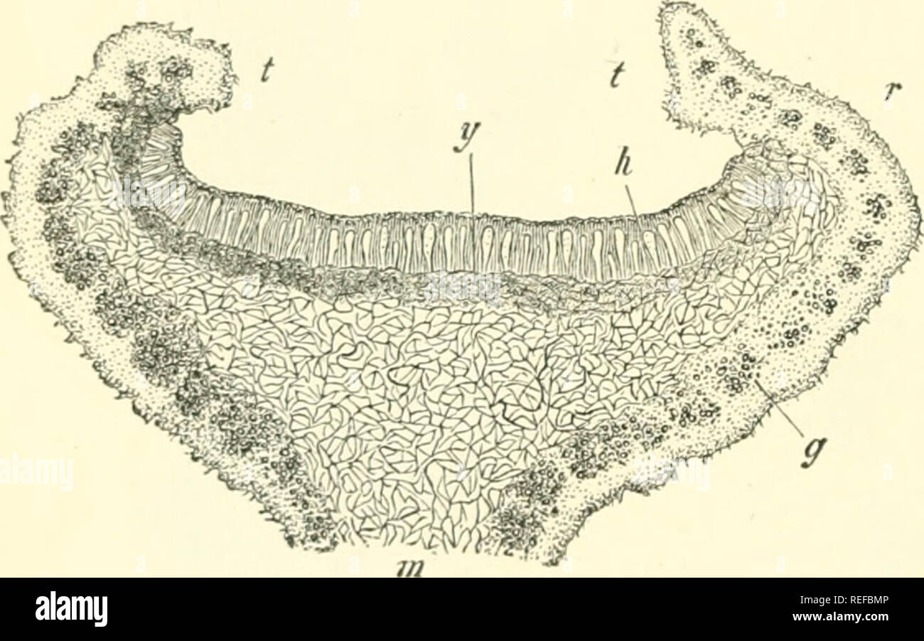 . Comparative morphology and biology of the fungi, mycetozoa and ...