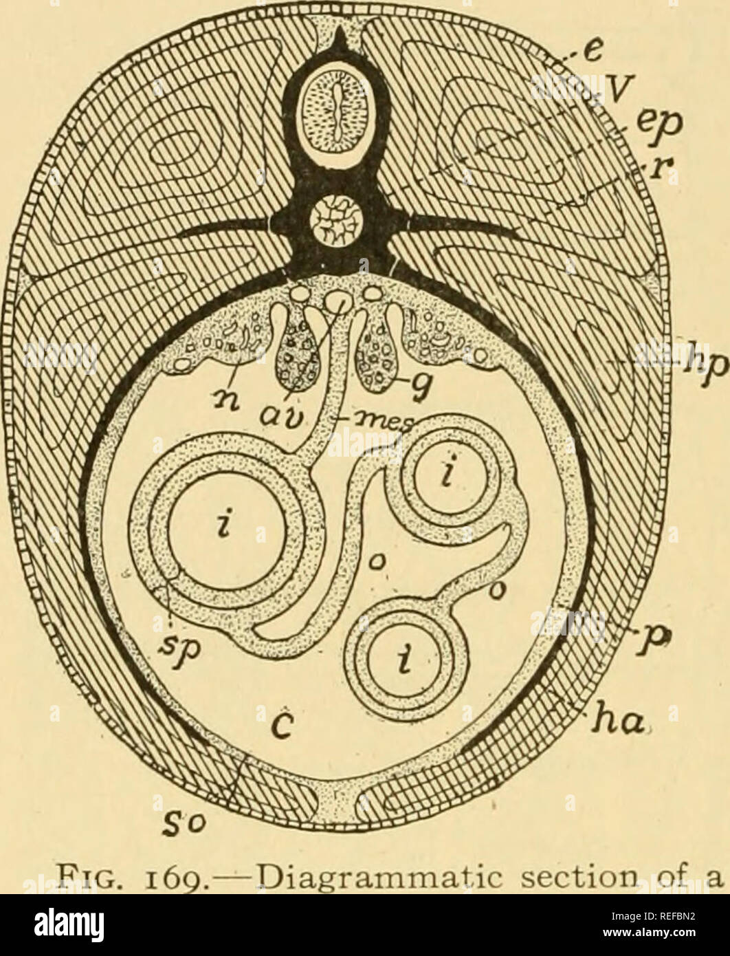 . Comparative anatomy. Anatomy, Comparative. 212 comparativp: anatomy ...