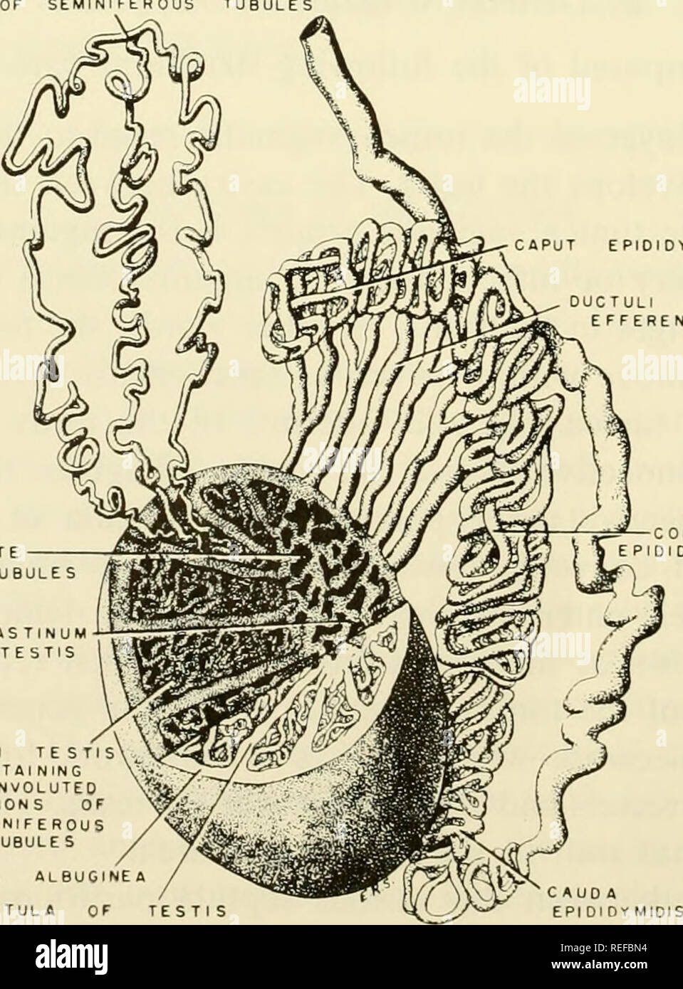 . Comparative embryology of the vertebrates; with 2057 drawings and ...