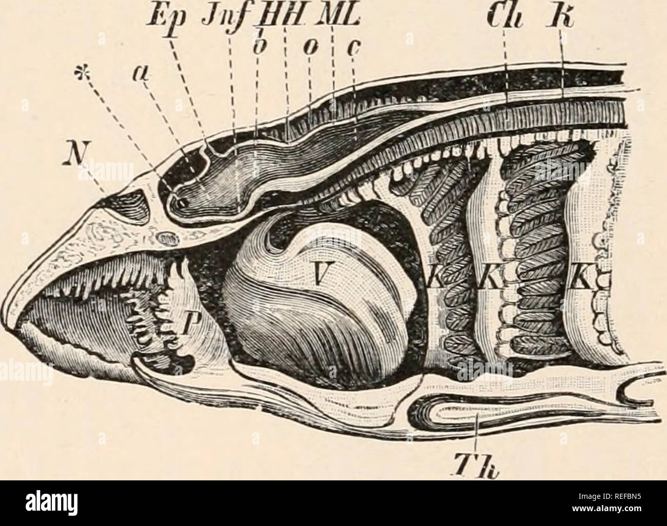 Lamprey Anatomy