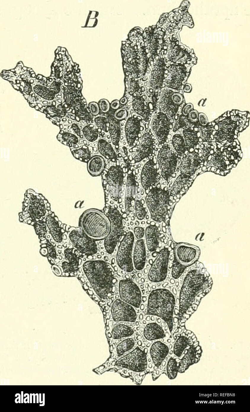 Bacteria attachment hi-res stock photography and images - Alamy