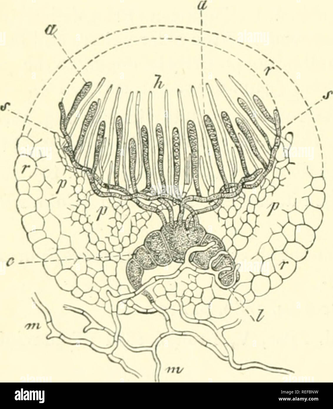 . Comparative morphology and biology of the fungi, mycetozoa and ...