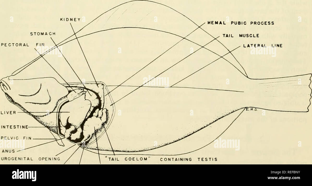. Comparative embryology of the vertebrates; with 2057 drawings and ...