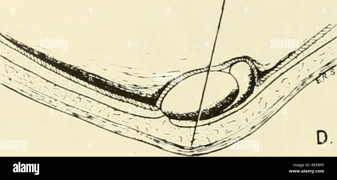 . Comparative embryology of the vertebrates; with 2057 drawings and ...