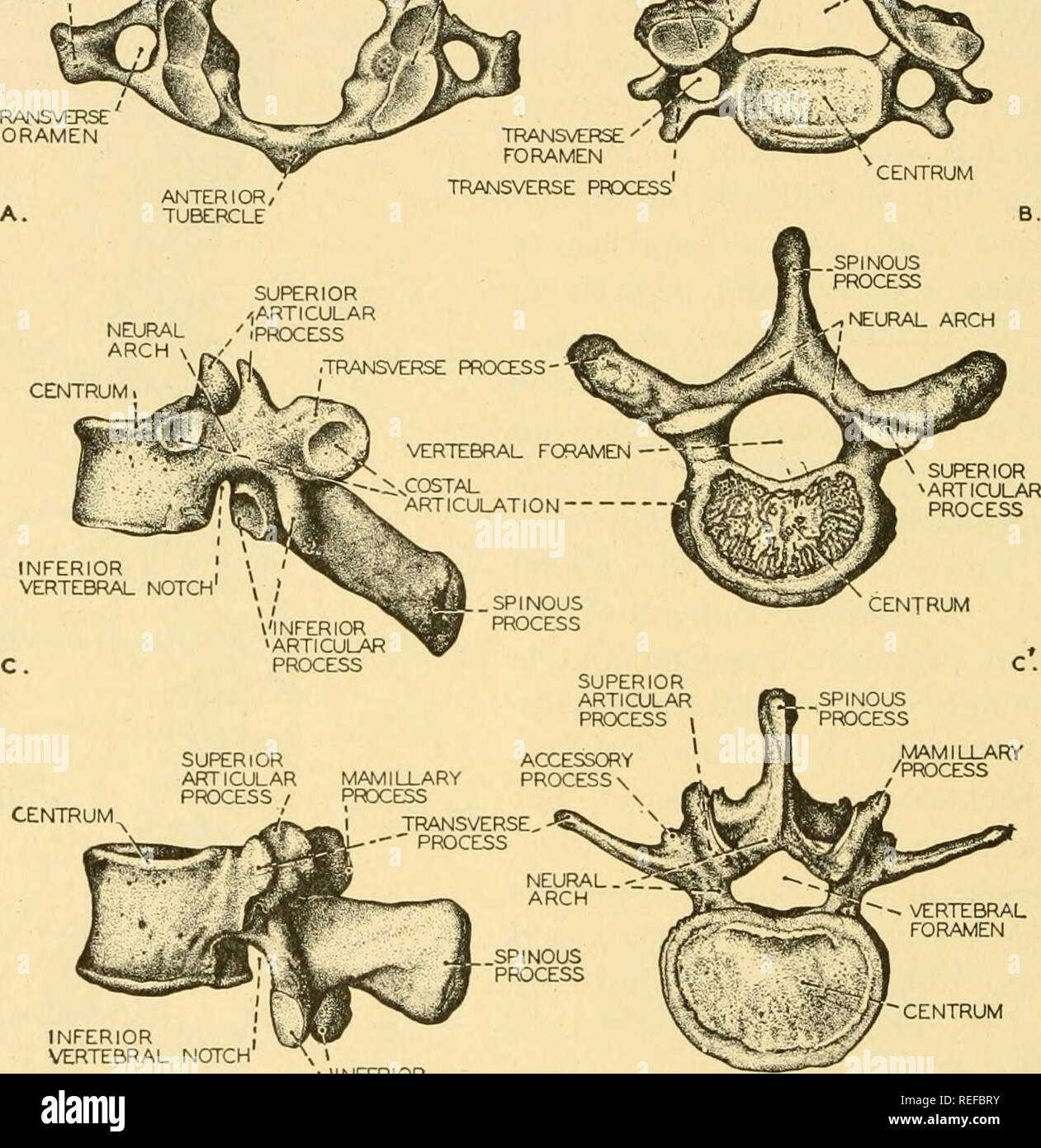 . Comparative anatomy. Anatomy, Comparative. 208 COMPARATIVE ANATOMY ...